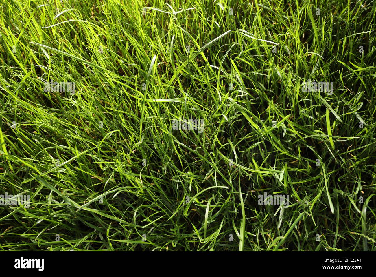 Beautiful green grass as background, above view Stock Photo - Alamy