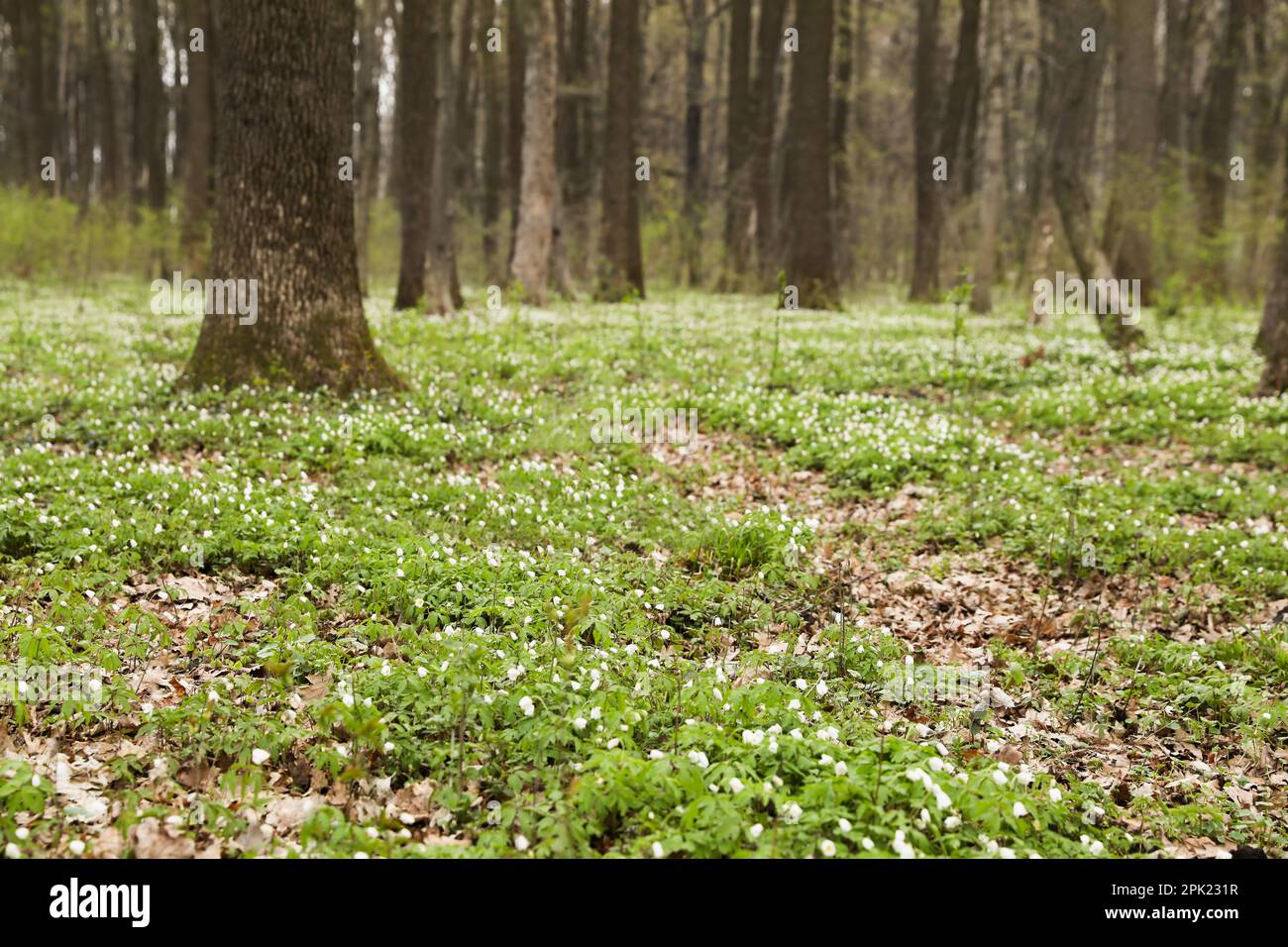 Beautiful forest scenery with white wild flowers Stock Photo - Alamy