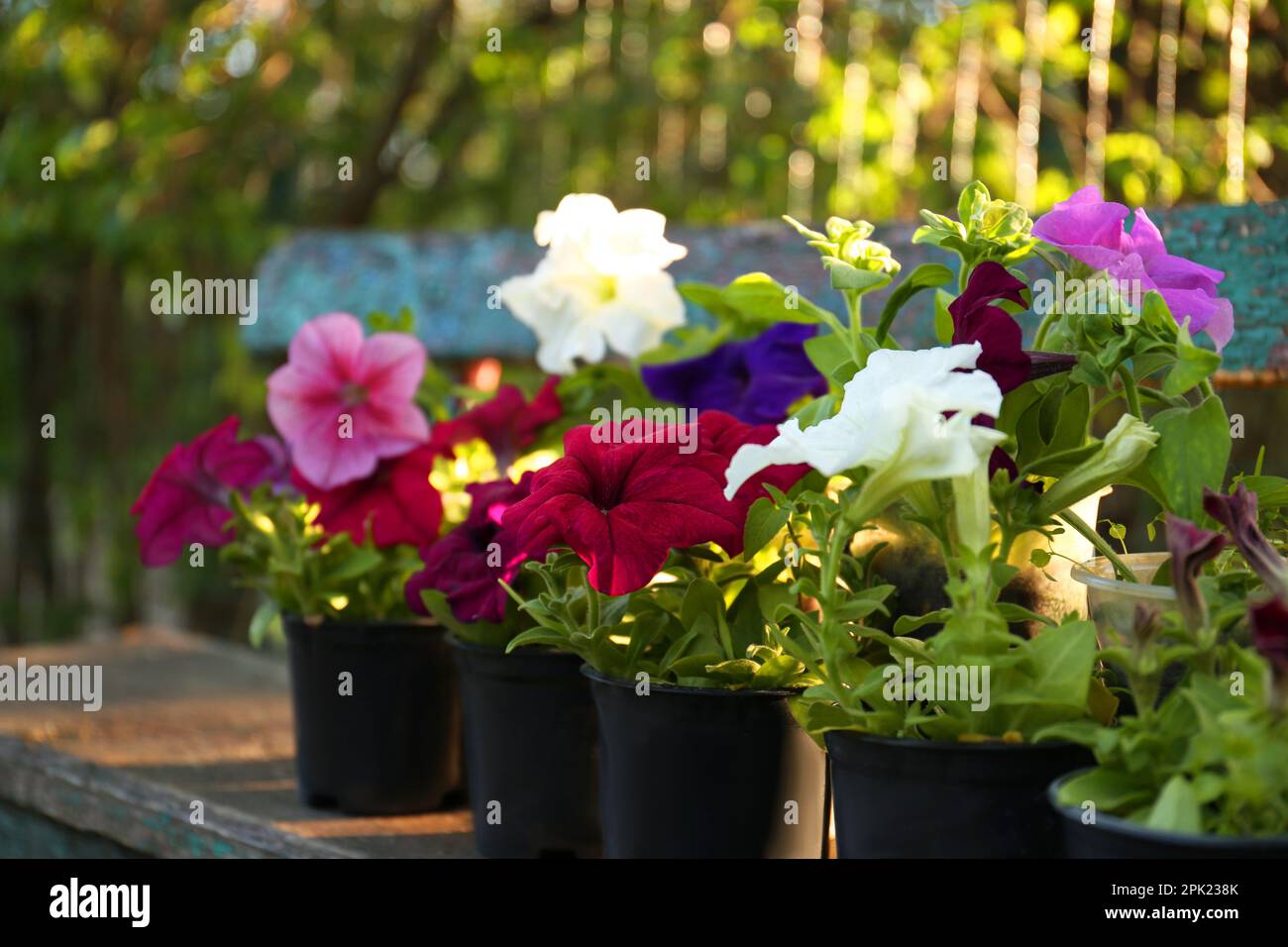 Beautiful petunia flowers in plant pots outdoors Stock Photo - Alamy
