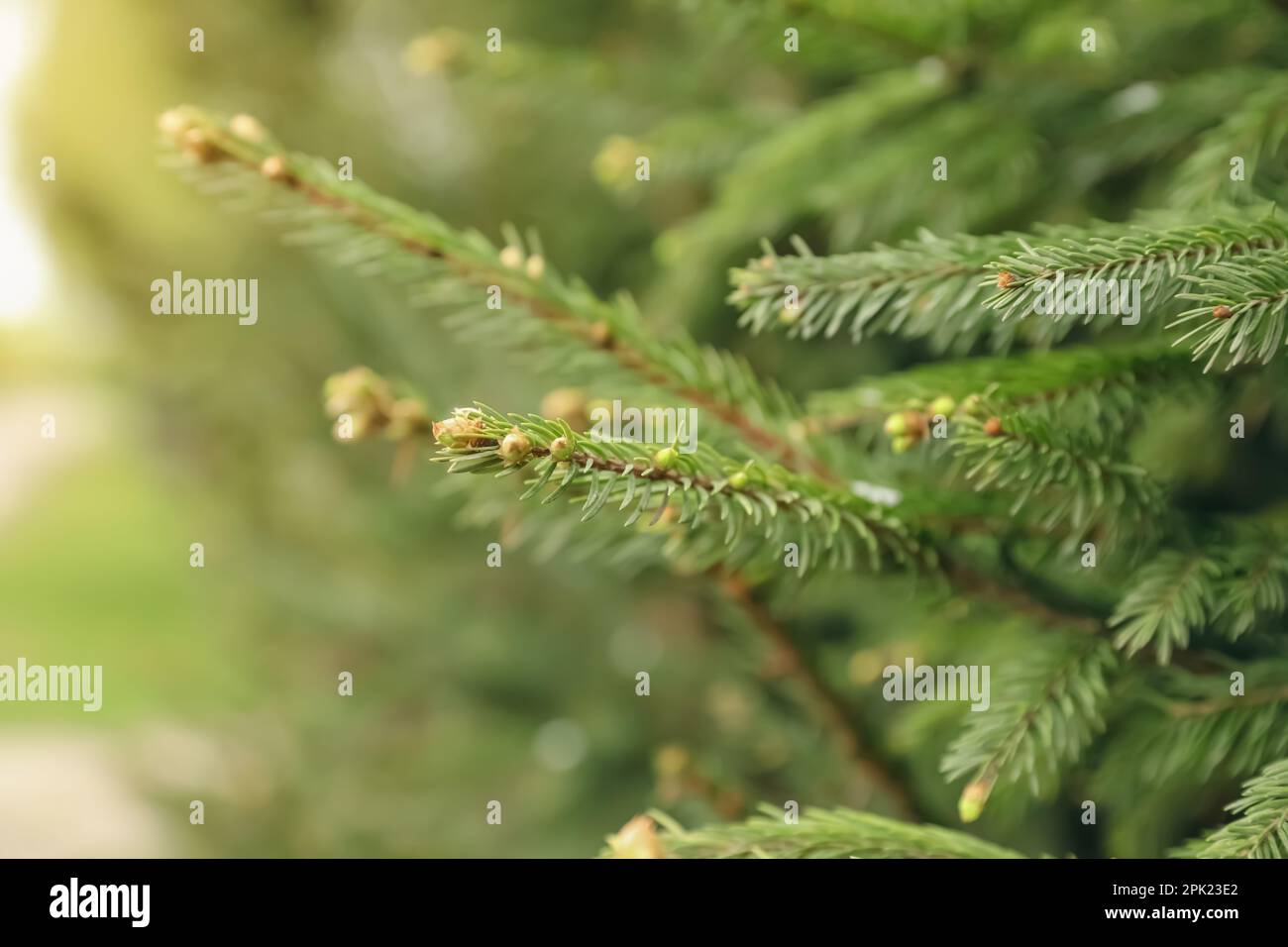 Green branches of beautiful conifer tree with small cones outdoors ...