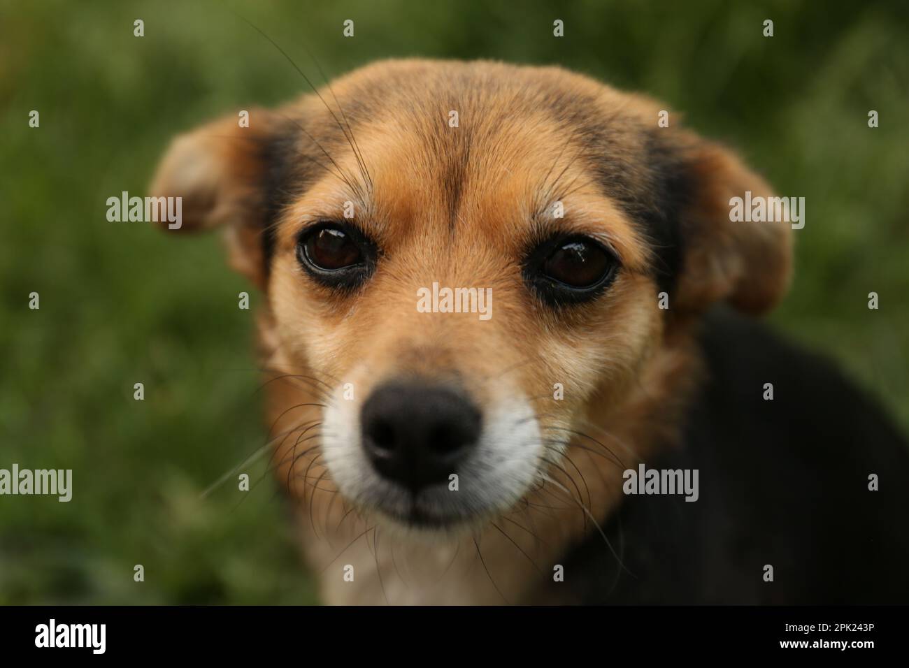 Cute dog on blurred background, closeup view Stock Photo - Alamy