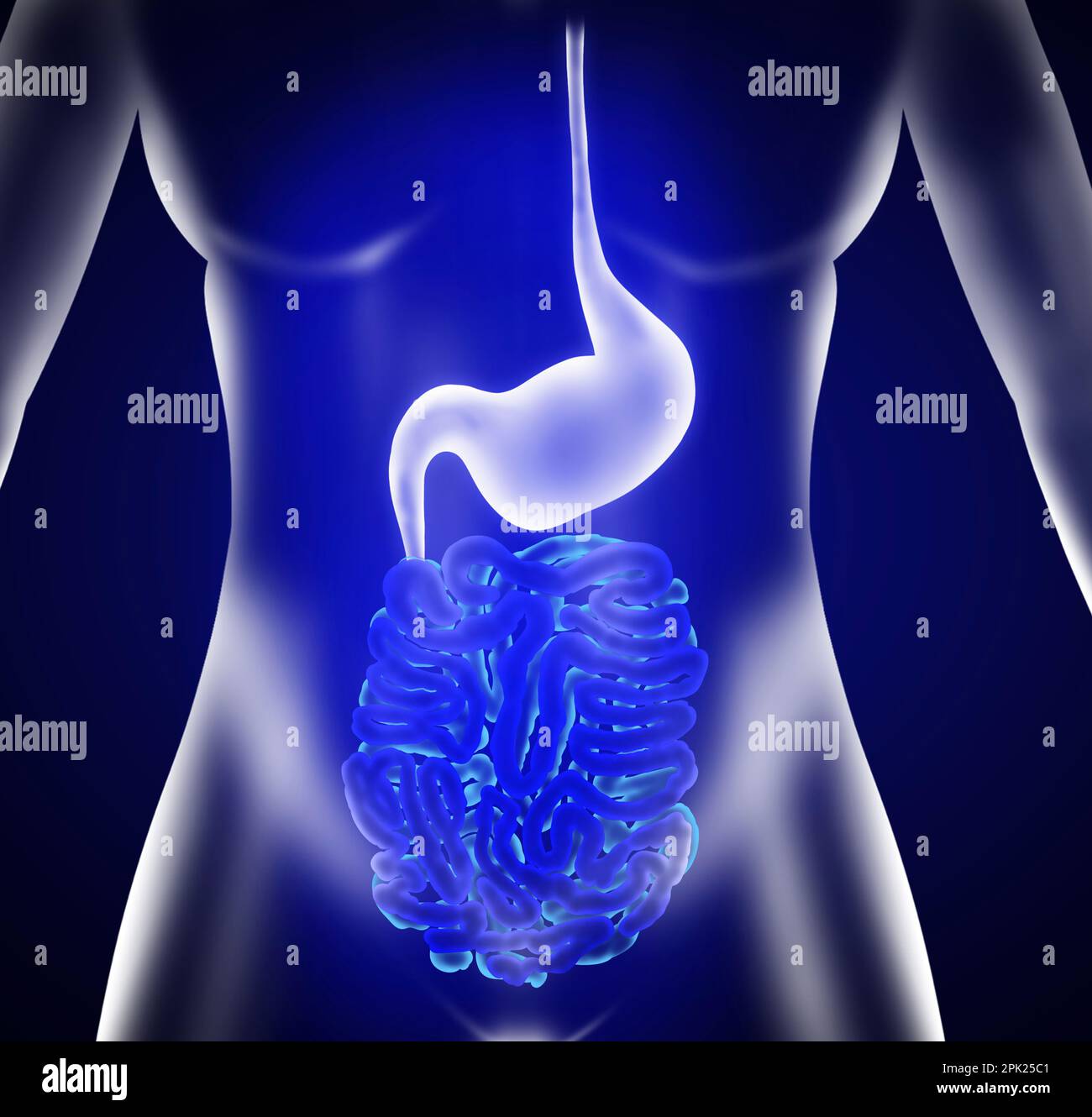 Illustration of stomach and intestine on blue background ...