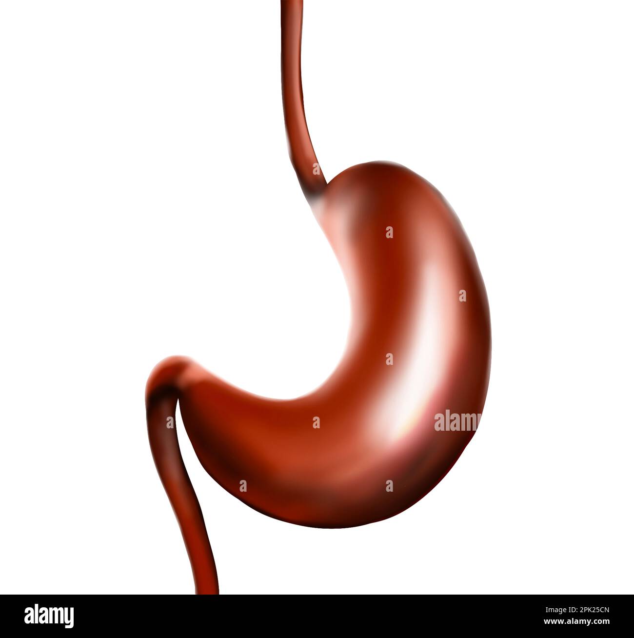Illustration of stomach on white background. Gastroenterology Stock ...
