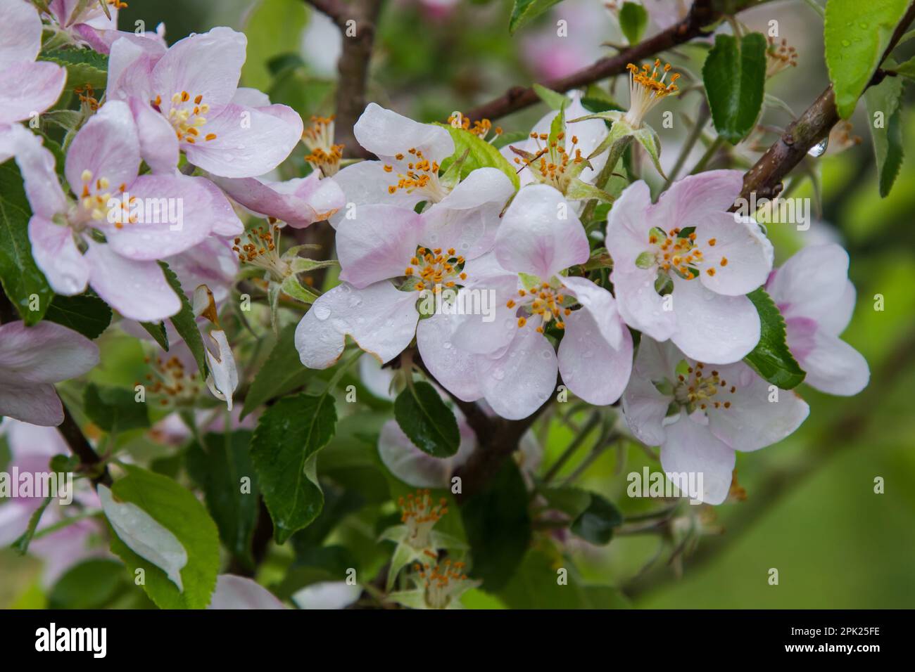 apple tree blooms in spring, the garden will bear fruit Stock Photo - Alamy