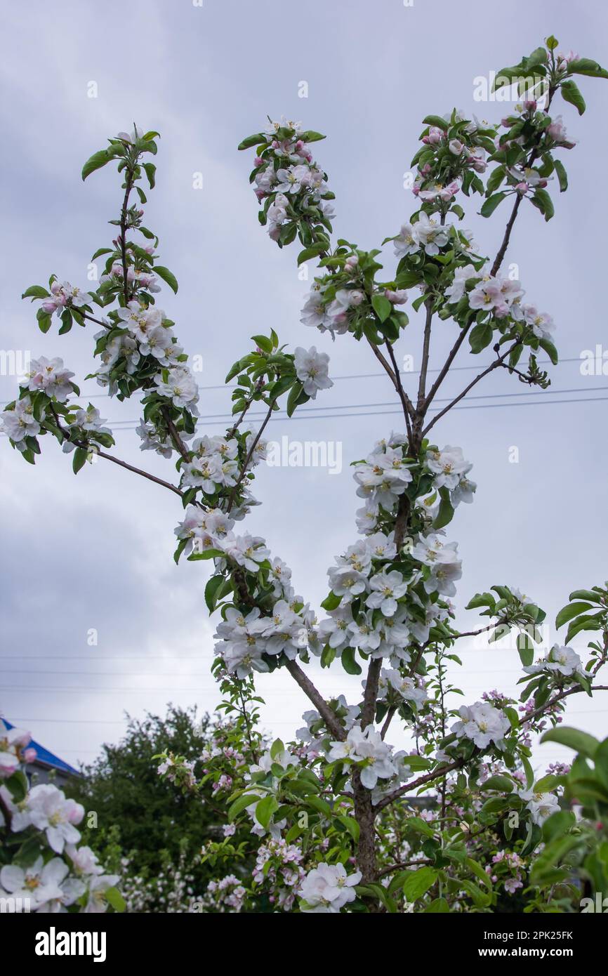 apple tree blooms in spring, the garden will bear fruit Stock Photo - Alamy