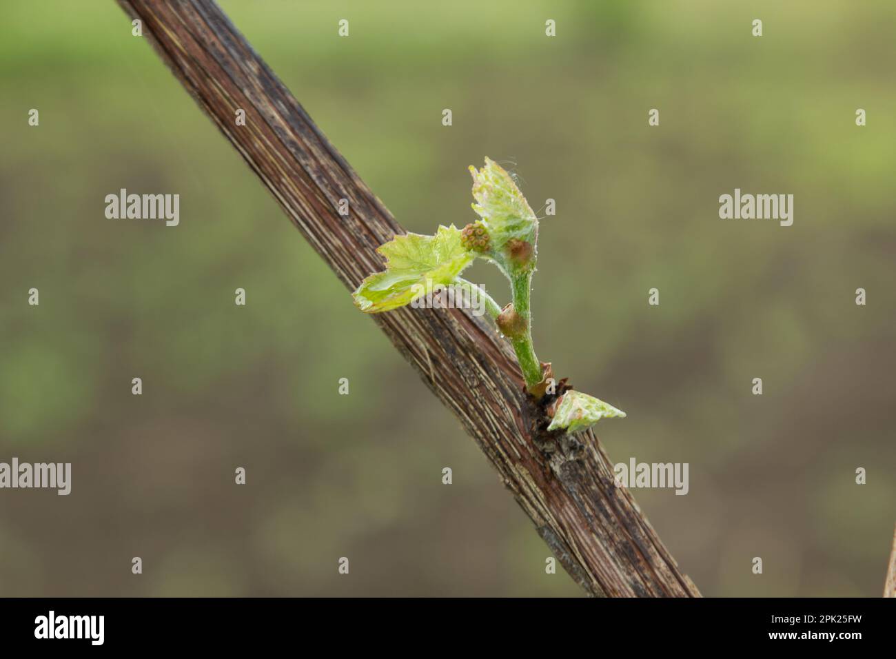 Vine leaves in spring rain hi-res stock photography and images - Alamy