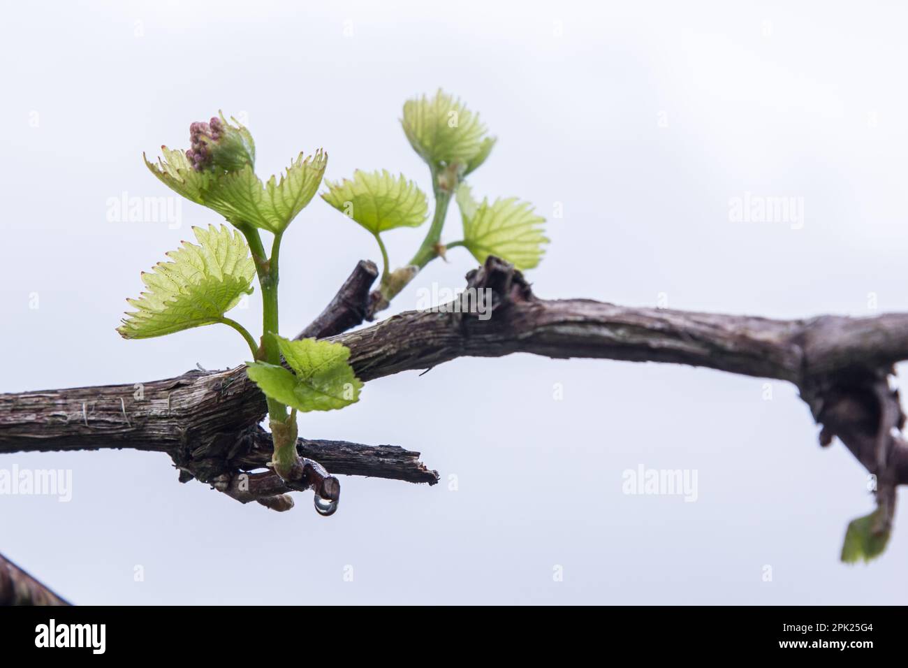 Vine leaves in spring rain hi-res stock photography and images - Alamy