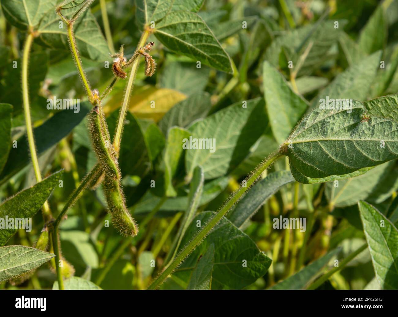 Soybean pods on soybean plantation, on blue sky background, close up ...