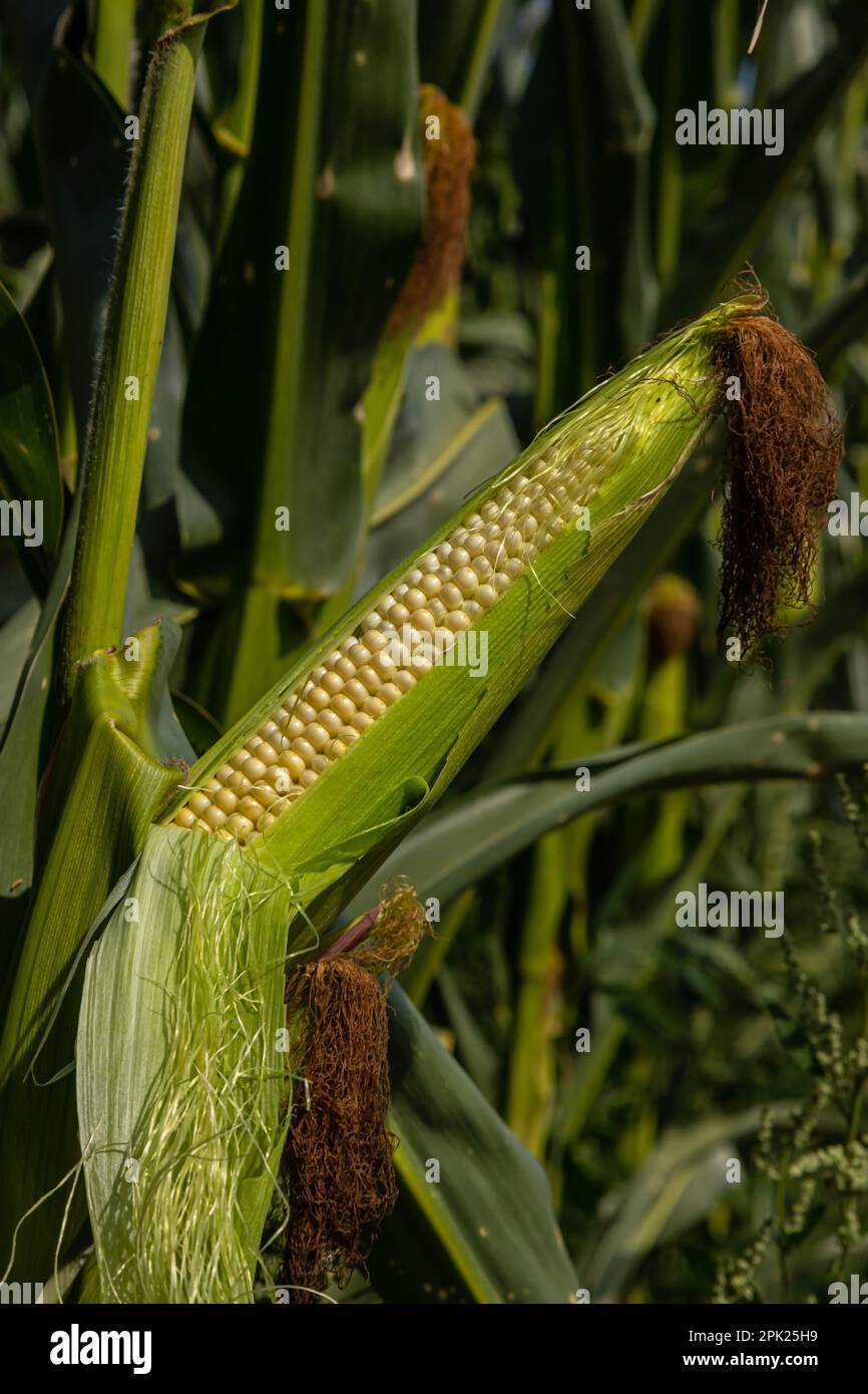 Corn on the stalk in the field Stock Photo - Alamy