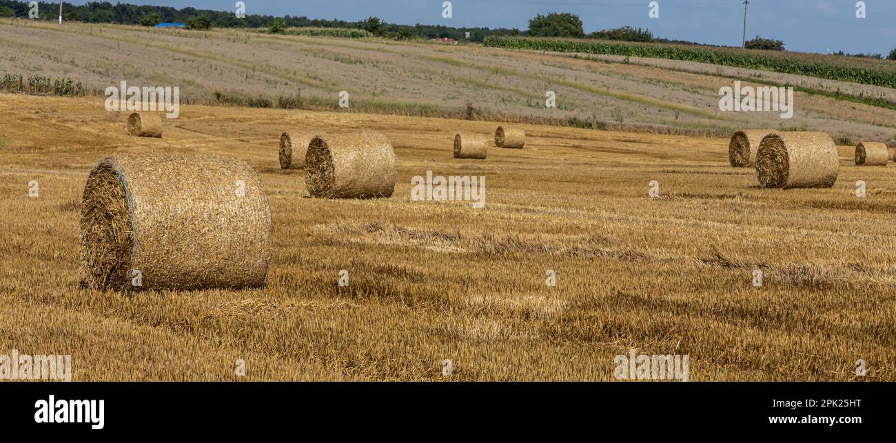 Stacks of straw - bales of hay, rolled into stacks left after ...