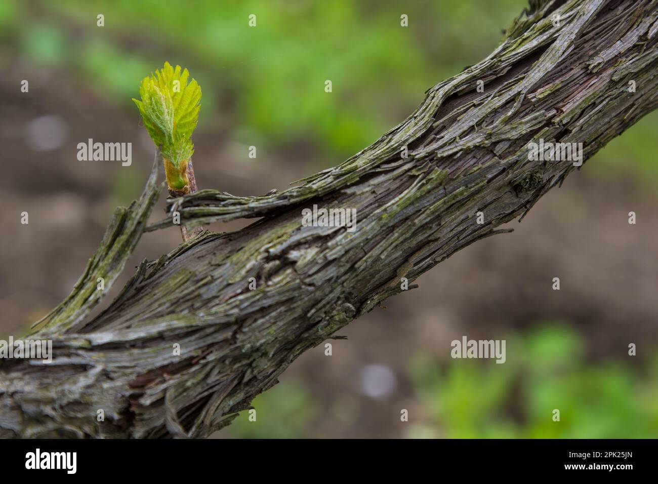the vine blooms in spring Stock Photo - Alamy