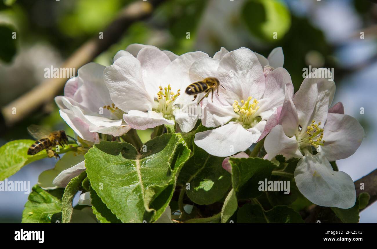 apple tree blooms in the garden. bees collect nectar and pollen Stock ...
