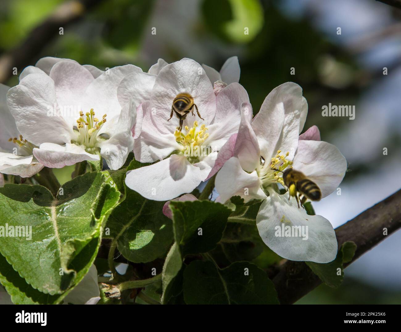 apple tree blooms in the garden. bees collect nectar and pollen Stock ...