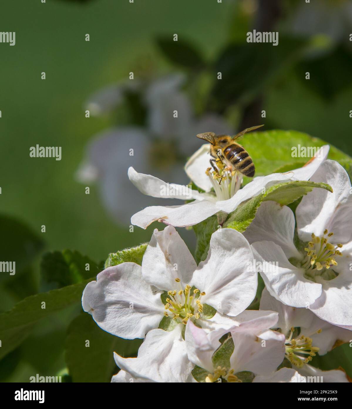 apple tree blooms in the garden. bees collect nectar and pollen Stock ...