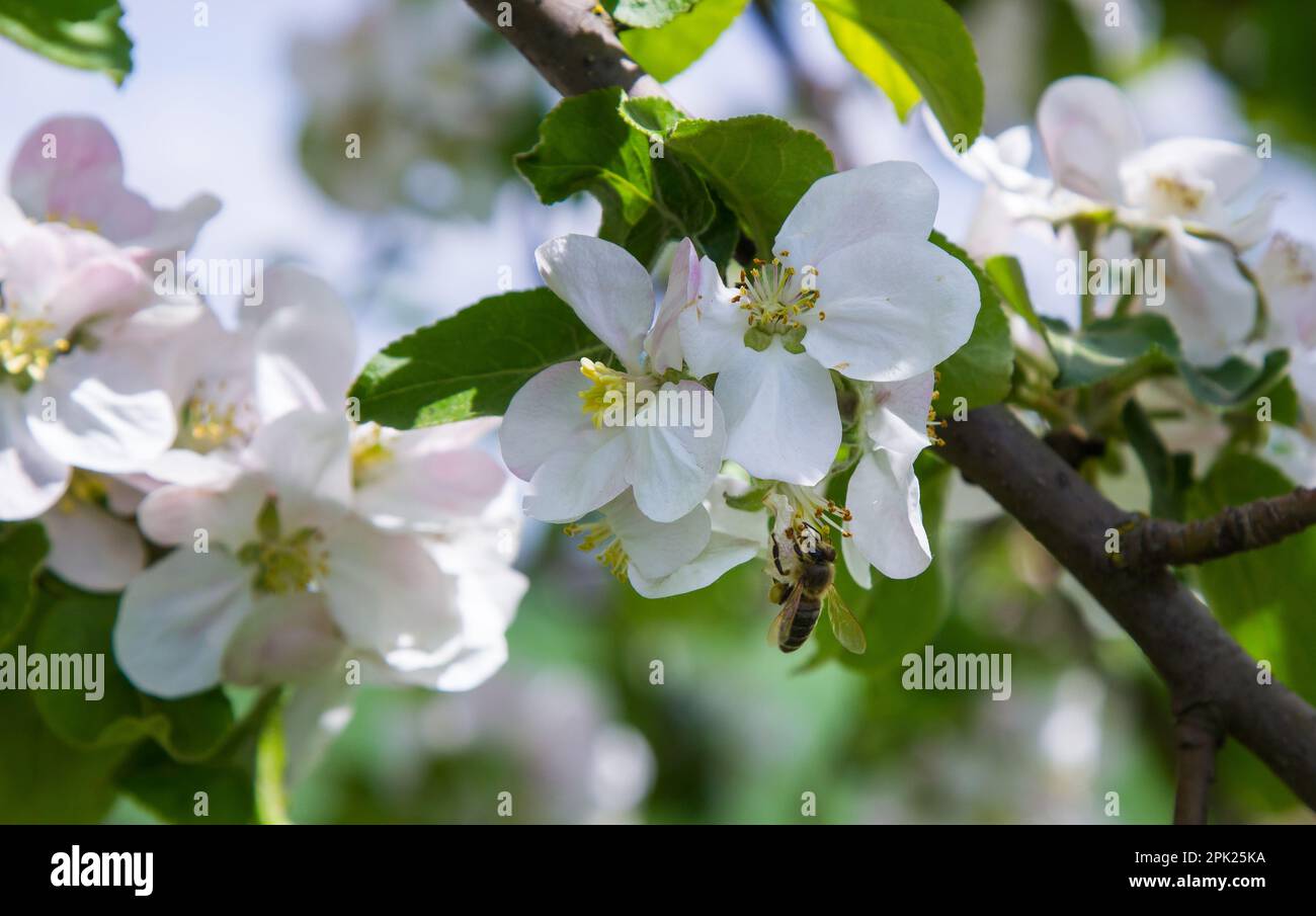 apple tree blooms in the garden. bees collect nectar and pollen Stock ...