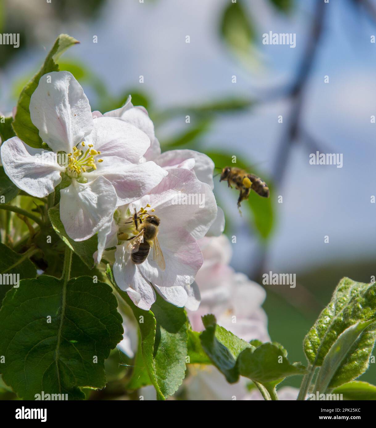 apple tree blooms in the garden. bees collect nectar and pollen Stock ...