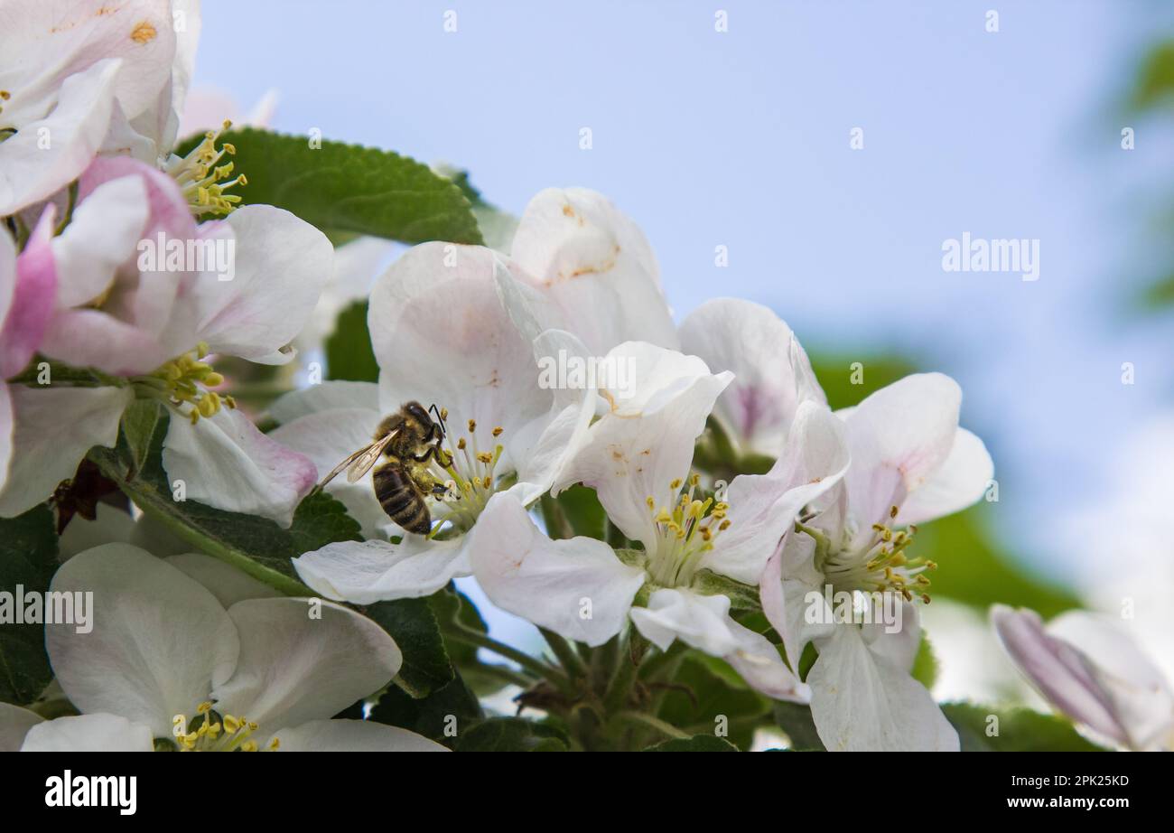 apple tree blooms in the garden. bees collect nectar and pollen Stock ...
