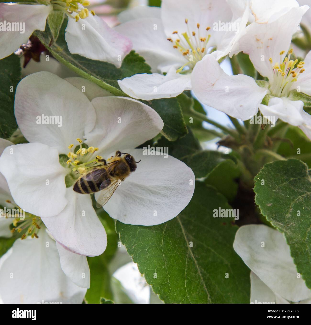 apple tree blooms in the garden. bees collect nectar and pollen Stock ...