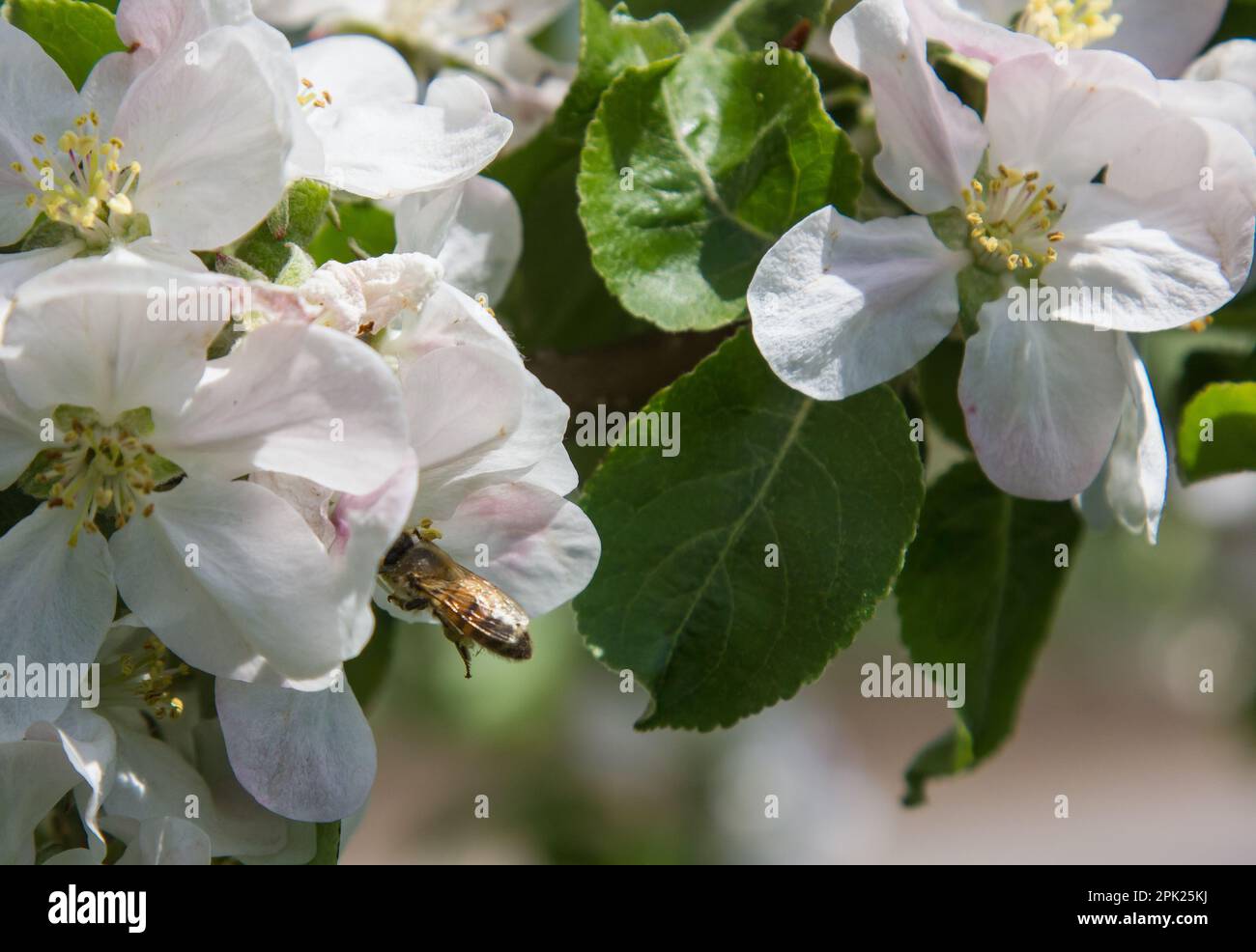 apple tree blooms in the garden. bees collect nectar and pollen Stock ...