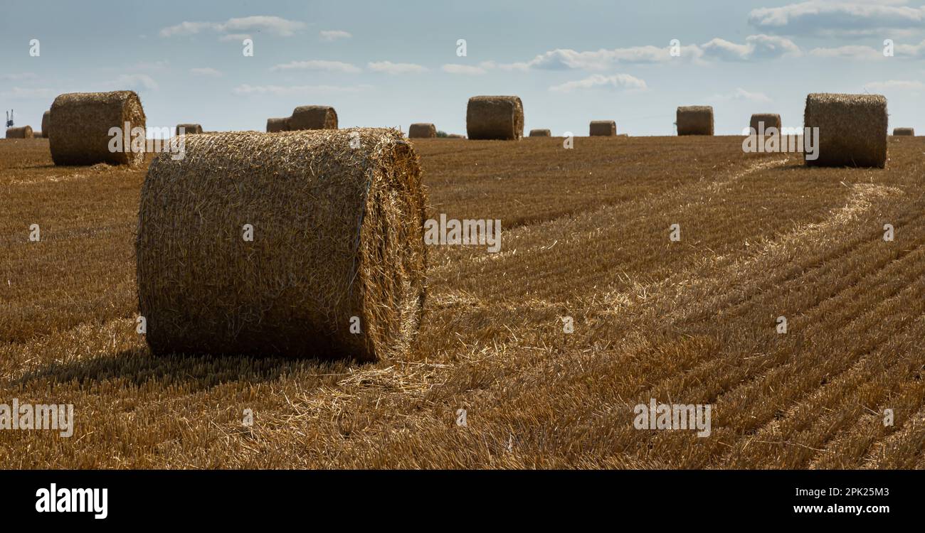 Stacks of straw - bales of hay, rolled into stacks left after ...