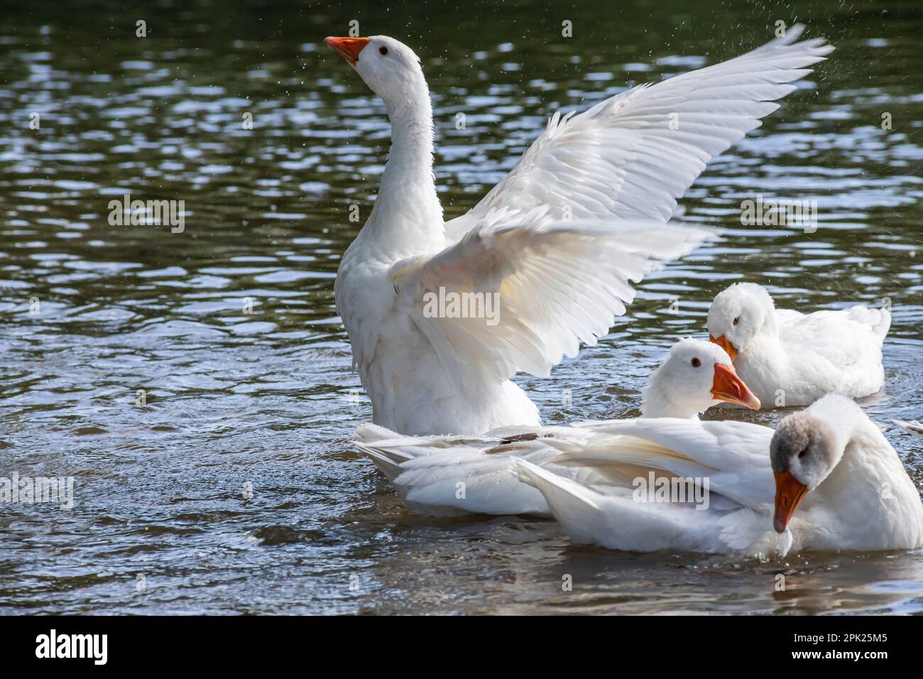 group of domestic white farm geese swim and splash water drops in dirty ...