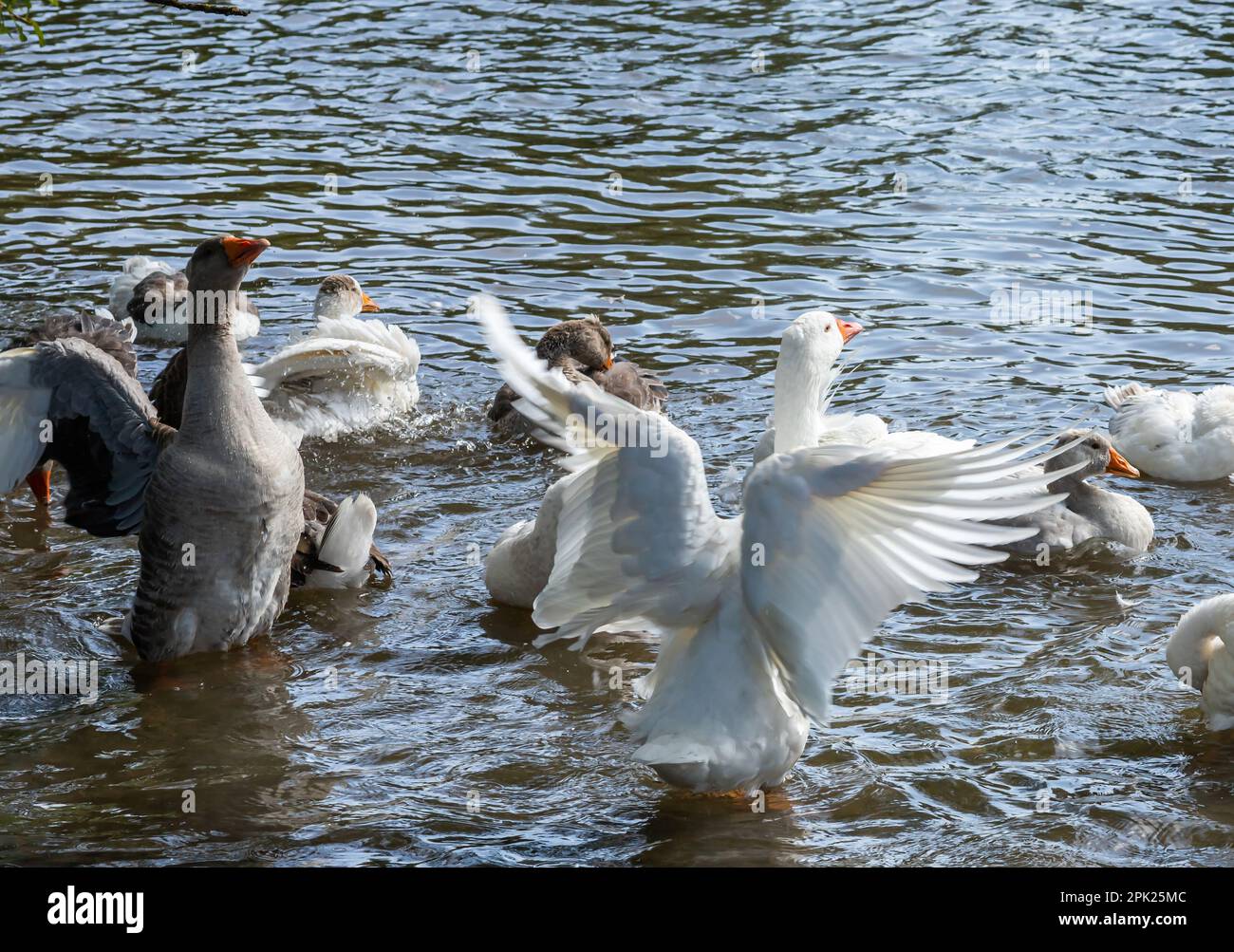 Gray geese swimming in the water. Domestic Geese Swimming in pond Stock ...