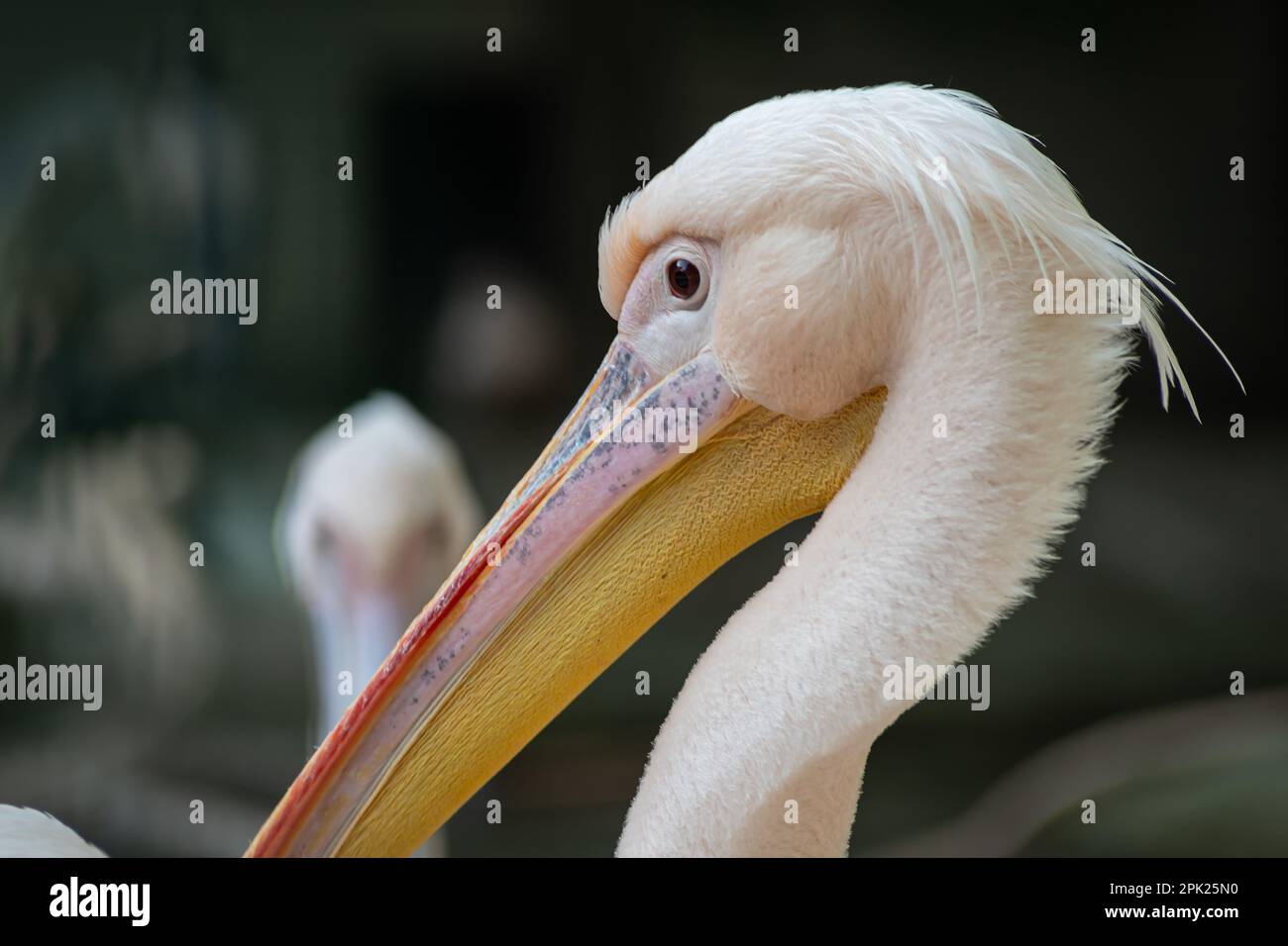 The Great white pelican - Pelecanus onocrotalus - also known as the ...