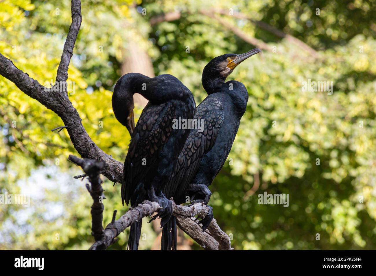 Cormorant tree hi-res stock photography and images - Alamy