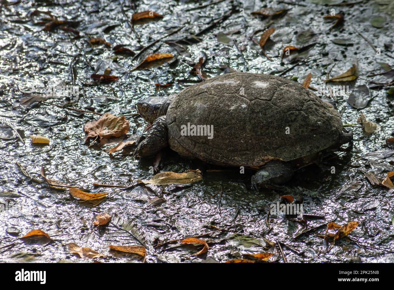 desert tortoise in the sand walking, slow-moving land-dwelling reptile ...