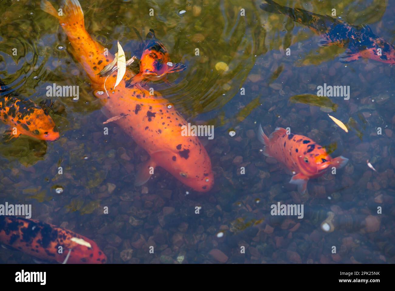 Koi fish swimming in water garden, fancy carp fish, koi fishes, Koi ...