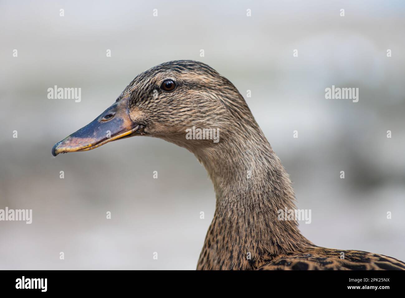 Detailed portrait Photo of a female wild duck Stock Photo - Alamy