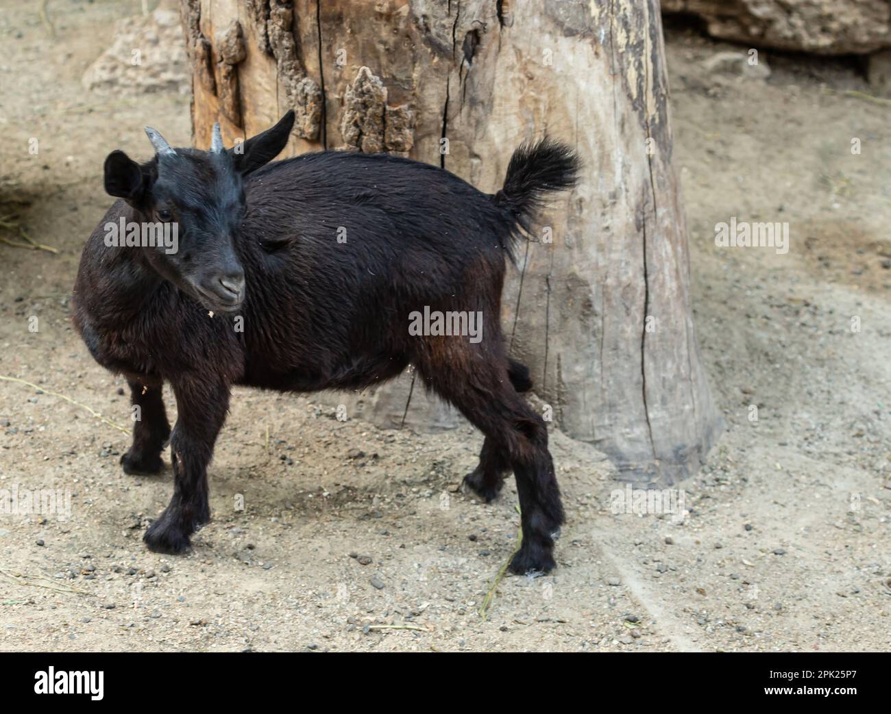 Domestic animal, photo of a black goat kid in a farm. Portrait of a ...