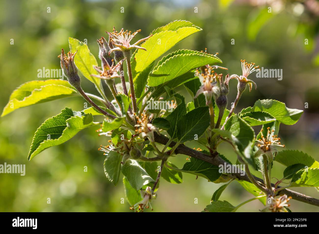 the apple tree has faded. In place of flowers appeared unripe apples ...