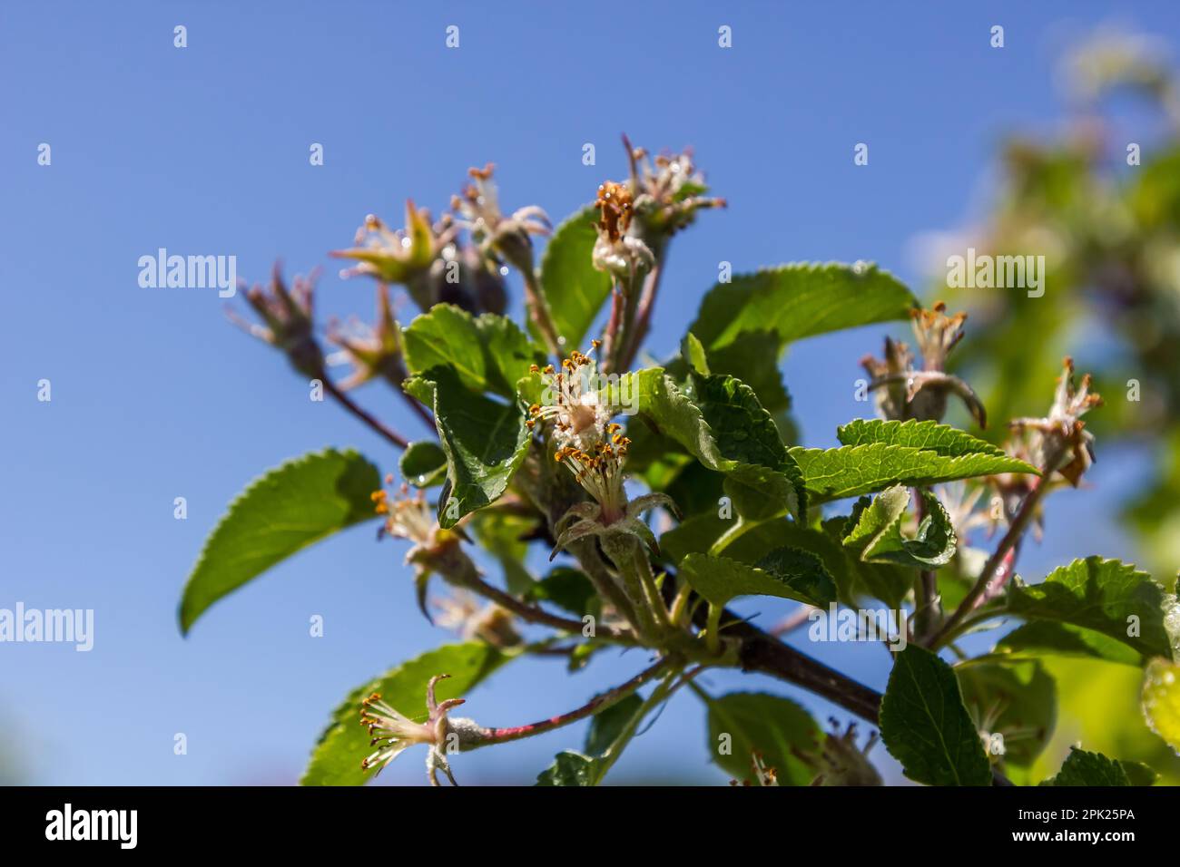 the apple tree has faded. In place of flowers appeared unripe apples ...