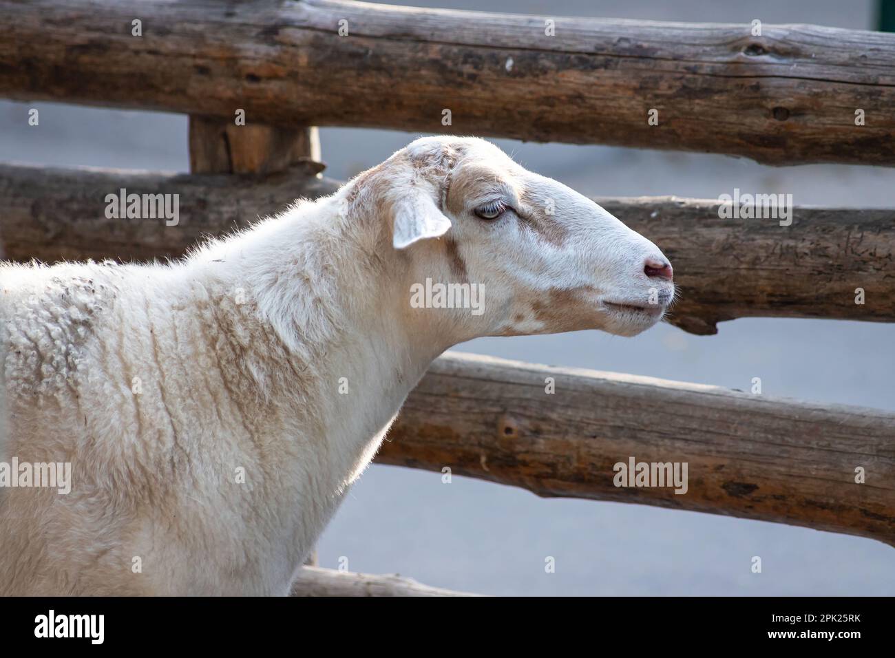 Sheep head hi-res stock photography and images - Alamy
