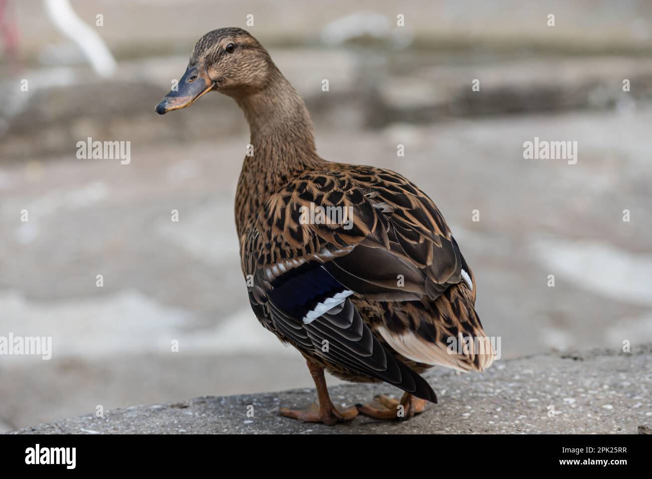 Detailed portrait Photo of a female wild duck Stock Photo - Alamy