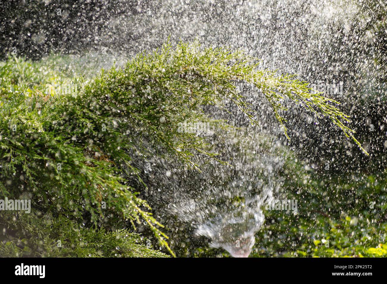 Modern device of irrigation garden. Irrigation system - technique of ...