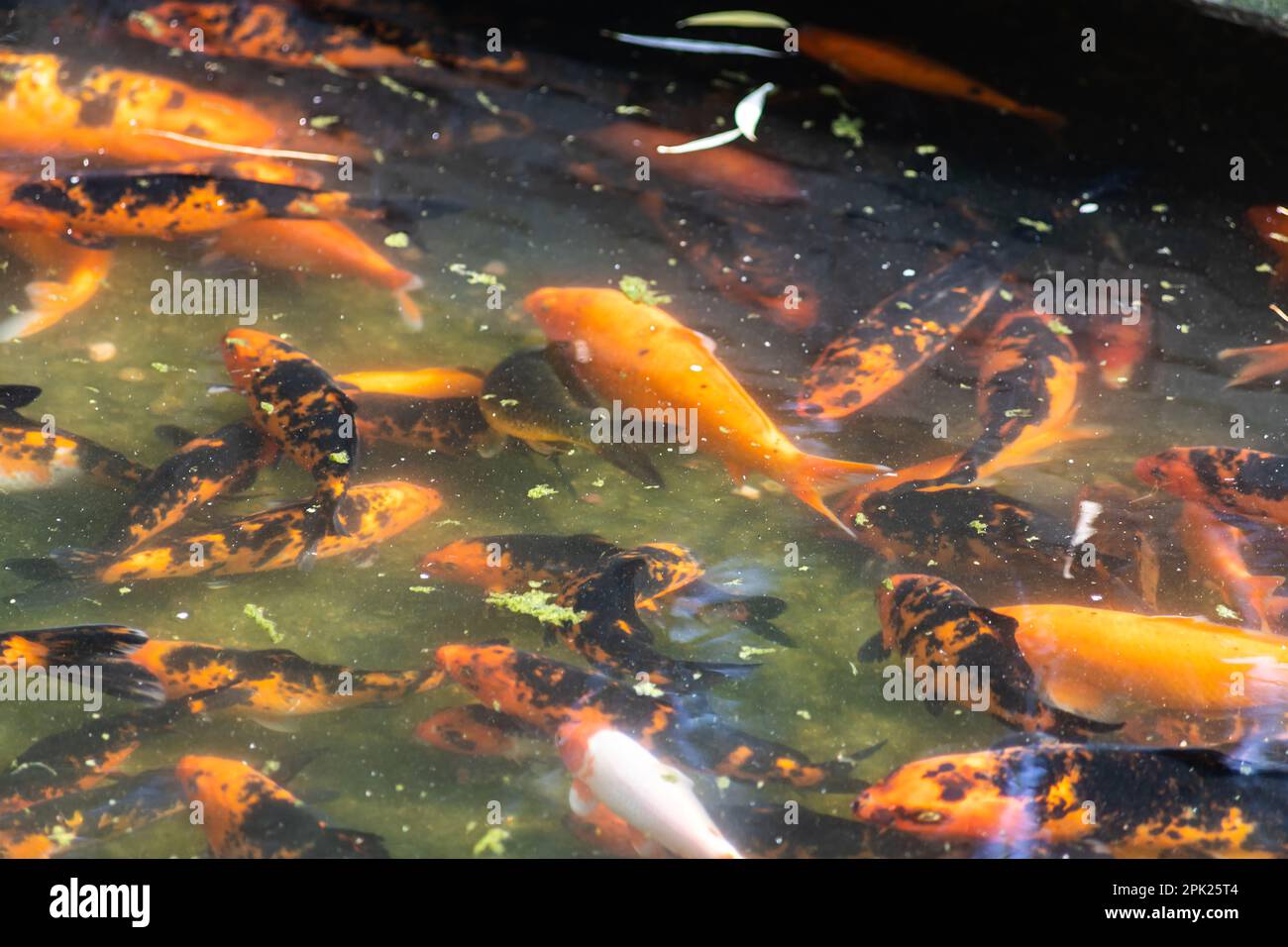 Koi fish swimming in water garden, fancy carp fish, koi fishes, Koi ...