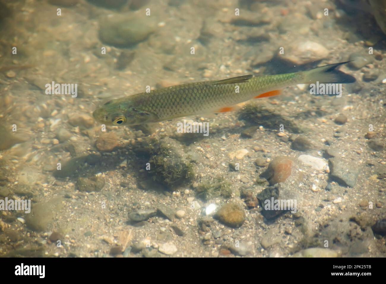 How fish swim in water hi-res stock photography and images - Alamy