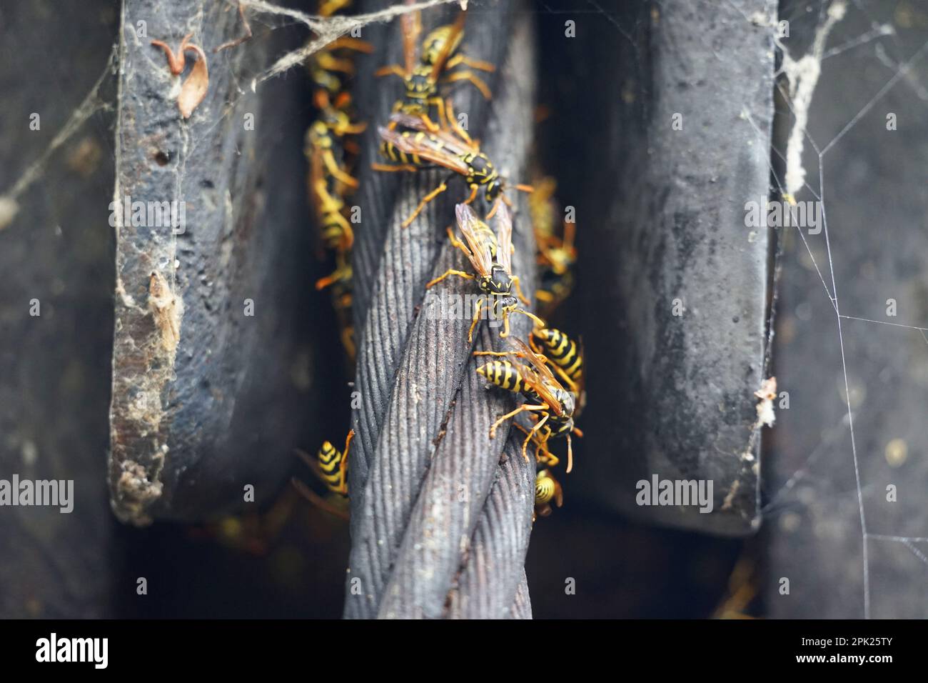 Wasp on a lost place on a weir, Wespen verlassener Ort Wehr insect ...