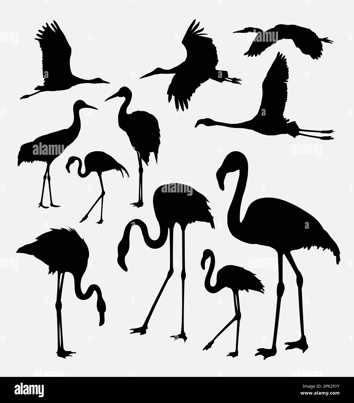 Flamingo is flying Black and White Stock Photos & Images - Alamy