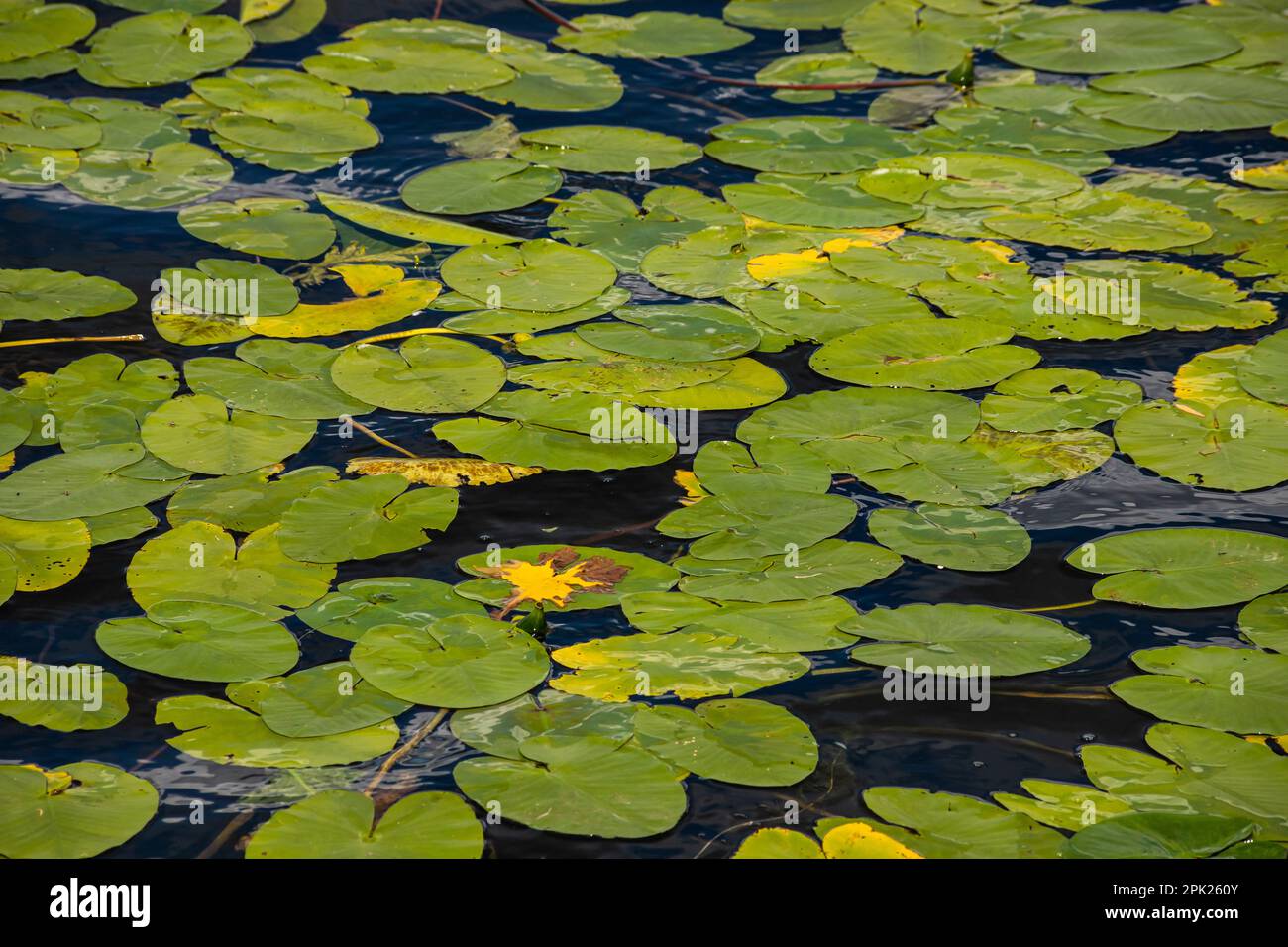 Water lily leaves and yellow water lily bond lily flowers. Photographed ...