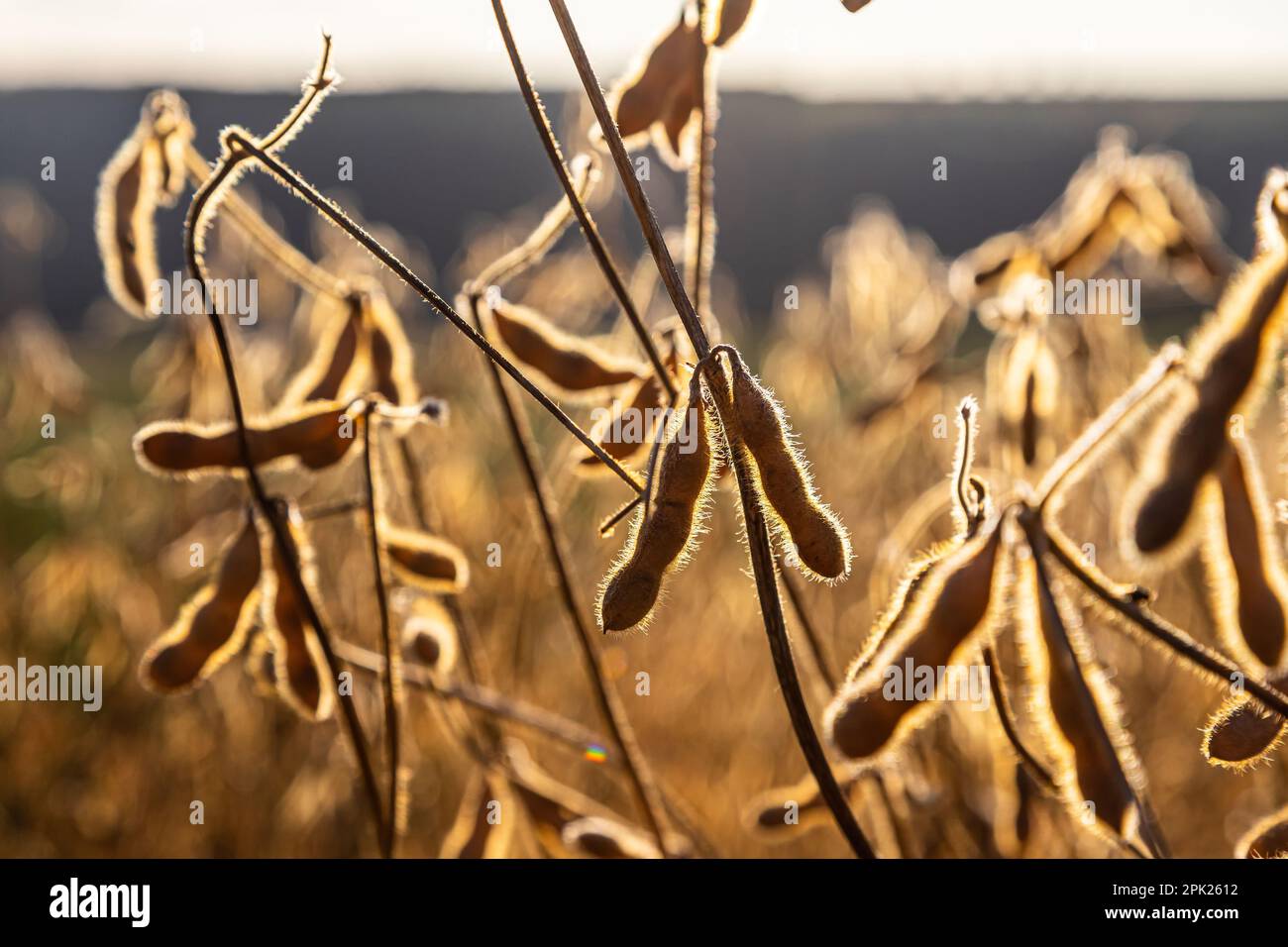 Soybeans pod macro. Harvest of soy beans - agriculture legumes plant ...