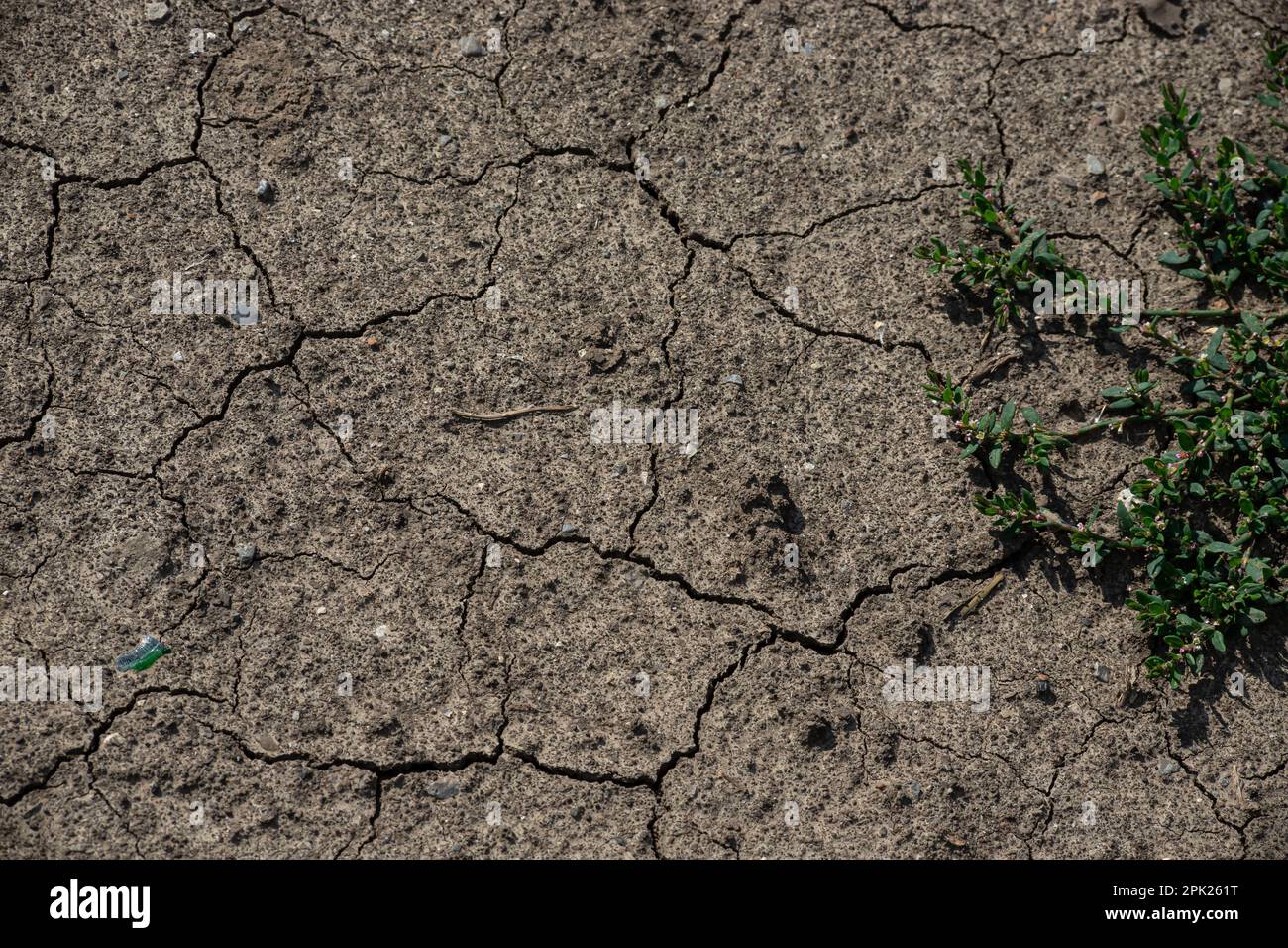 Cracked Earth and green grass. Dried Ground Texture Stock Photo - Alamy