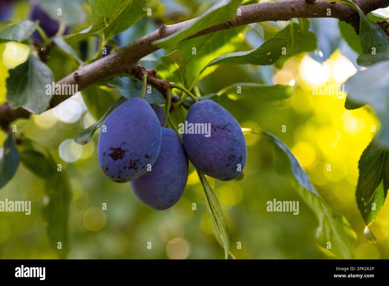 Plum tree with juicy fruits on sunset light Stock Photo - Alamy