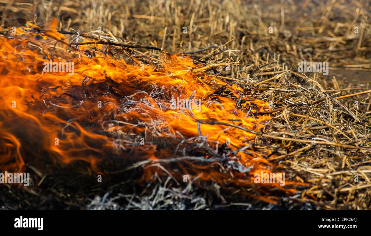 Close-up background of fire is rising from burning straw to black ash ...