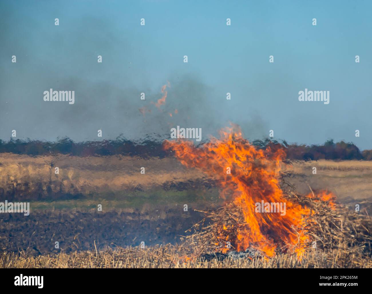 incineration of agricultural waste - smog and pollution. Harmful ...