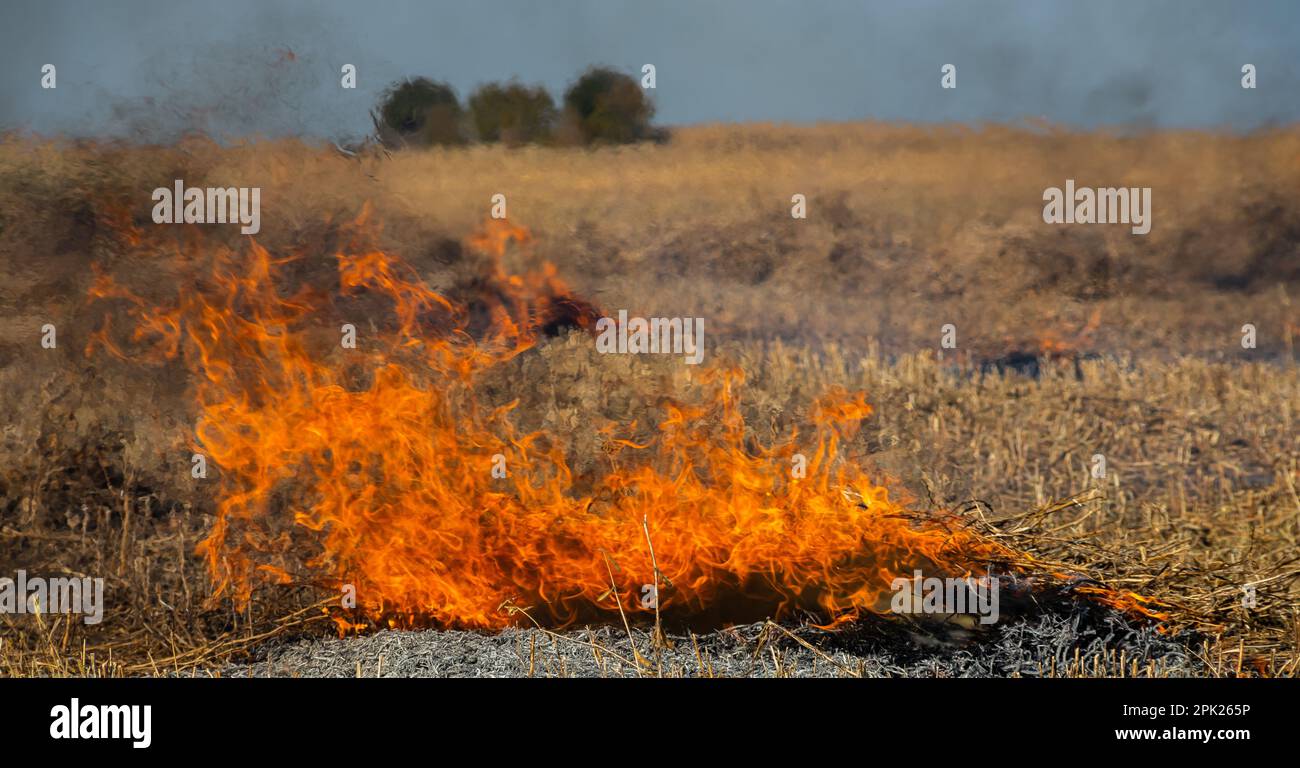 Close-up background of fire is rising from burning straw to black ash ...