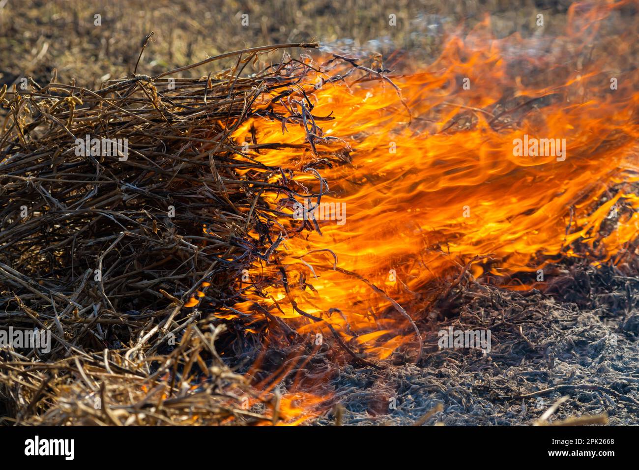 Close-up background of fire is rising from burning straw to black ash ...