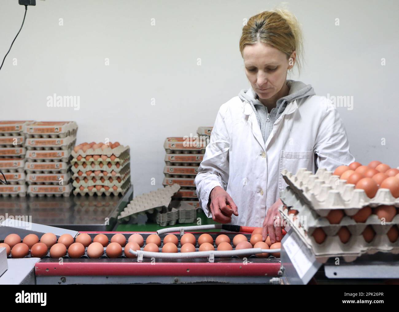 In the hinterland of Sibenik, in Pakovo Selo, on the laying farm of ...